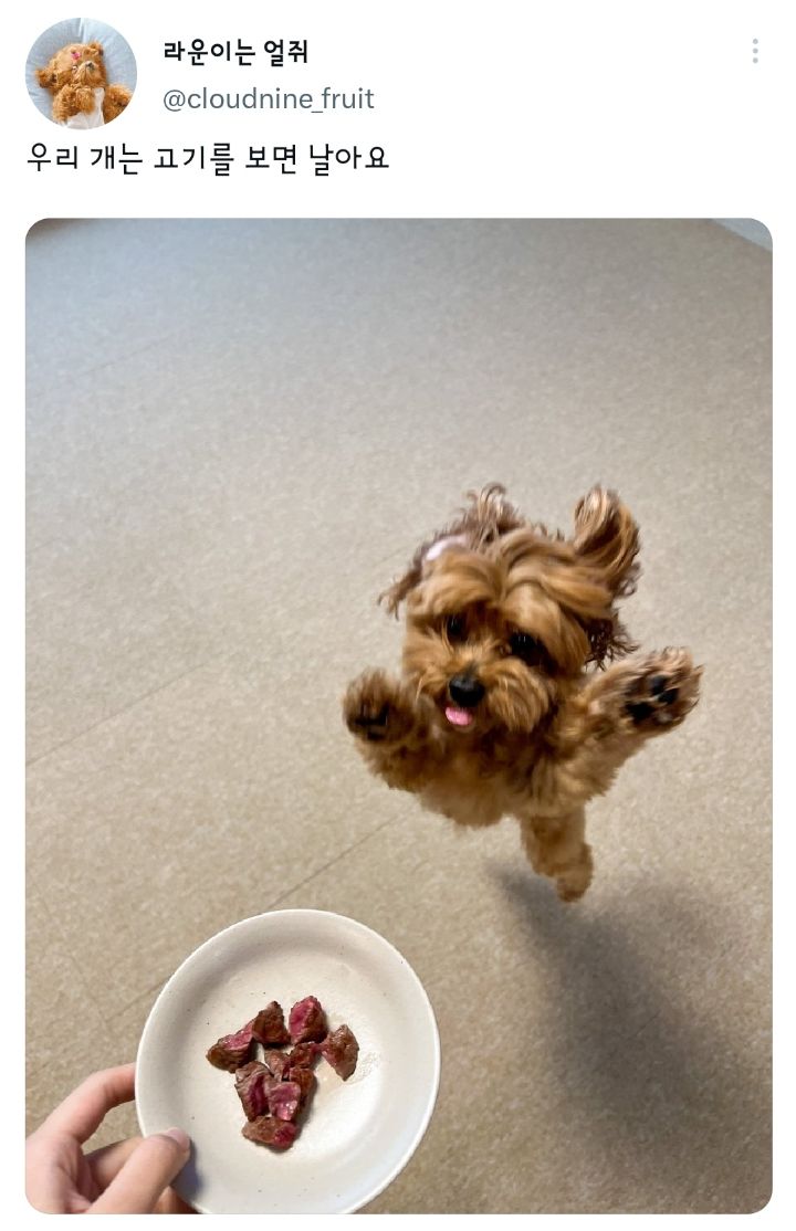 우리 개는 고기를 보면 날아요 - 에누리 쇼핑지식 자유게시판