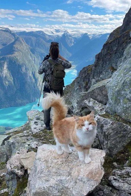 무임승차냥 - 에누리 쇼핑지식 자유게시판