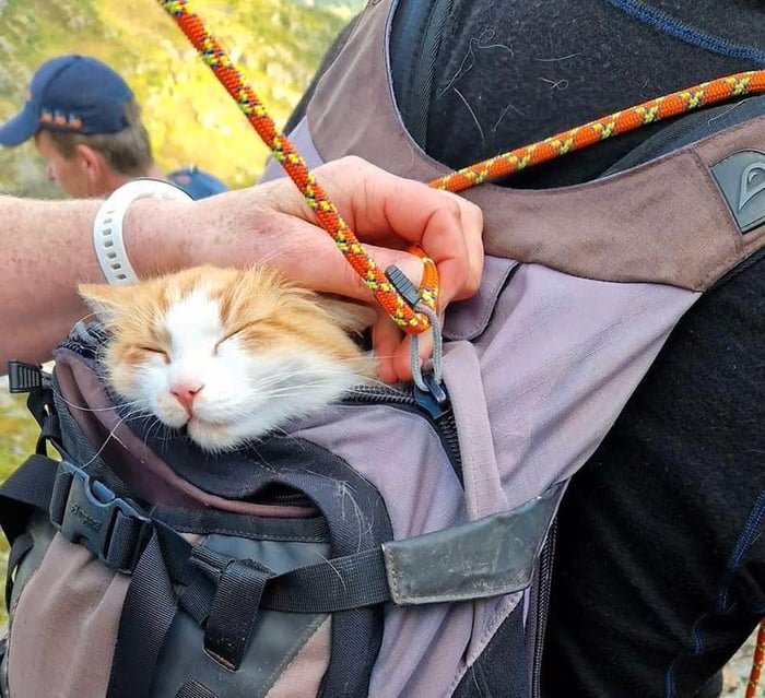 무임승차냥 - 에누리 쇼핑지식 자유게시판