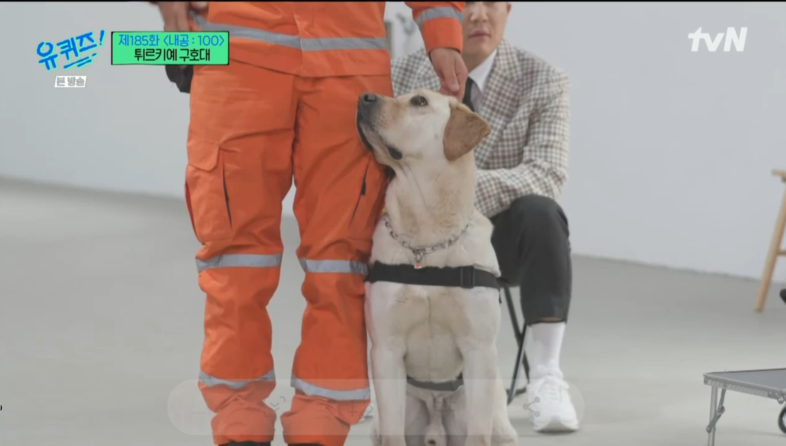 튀르키예 현지에서 인기 맛 좀 본 구호견 토백이 - 에누리 쇼핑지식 자유게시판