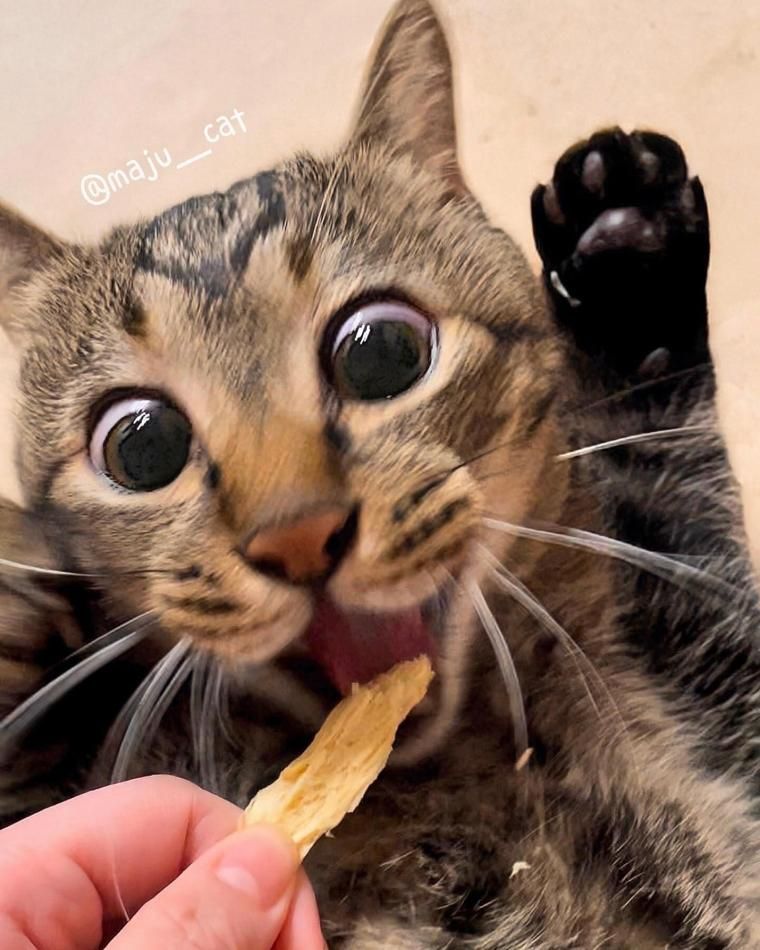 먹을 거 보면 눈 돌아가는 냐옹이 - 에누리 쇼핑지식 자유게시판