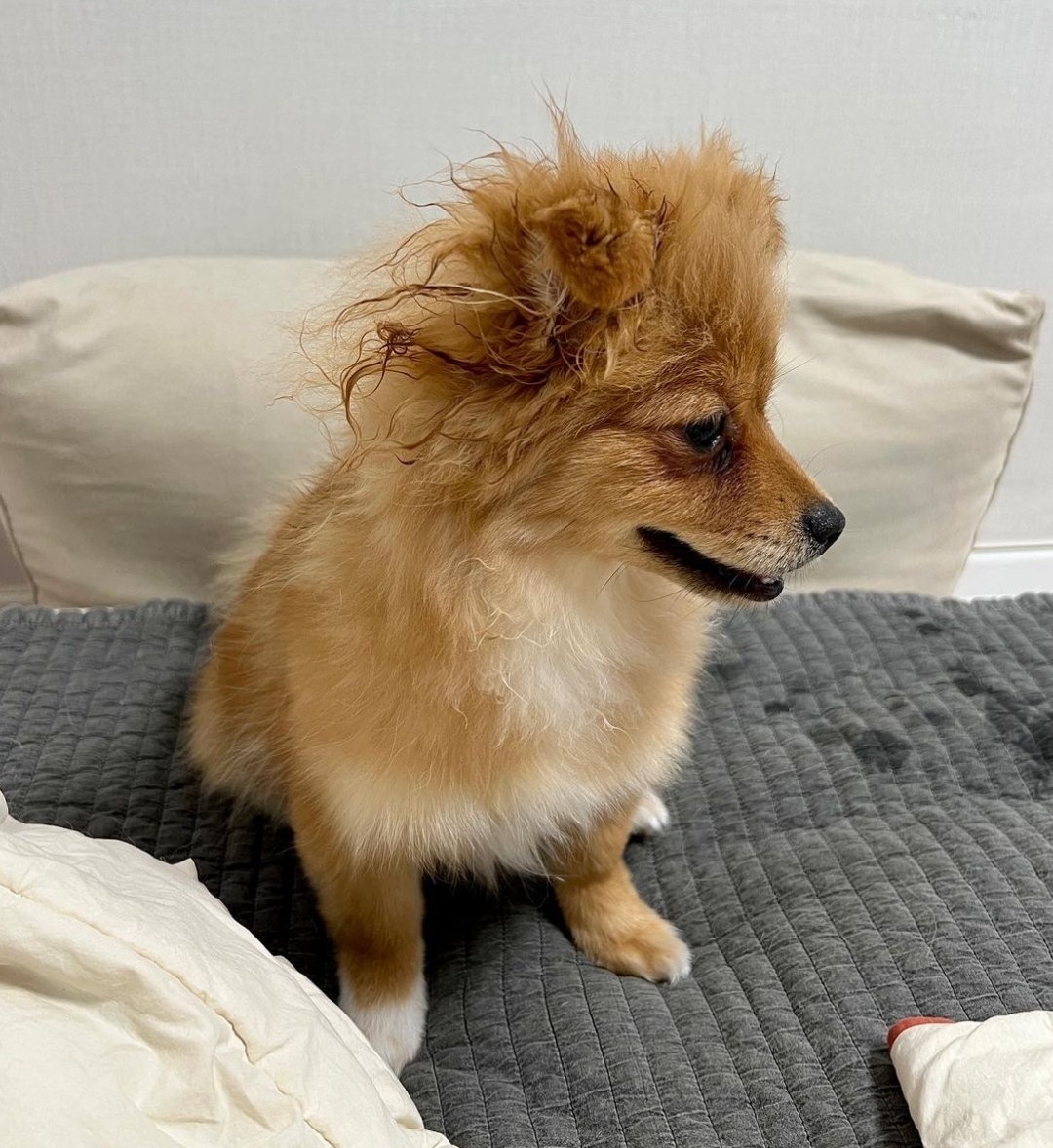 어떻게든 더러운 댕댕이 그루밍 해주고 싶은 고 - 에누리 쇼핑지식 자유게시판