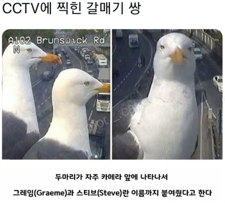 CCTV에 찍힌 갈매기들 - 에누리 쇼핑지식 자유게시판