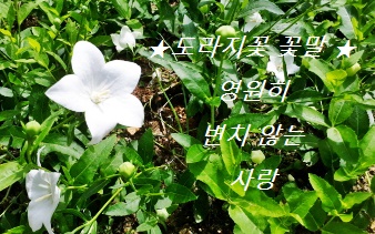 "결혼한 사람들"이 "솔 - 에누리 쇼핑지식 자유게시판