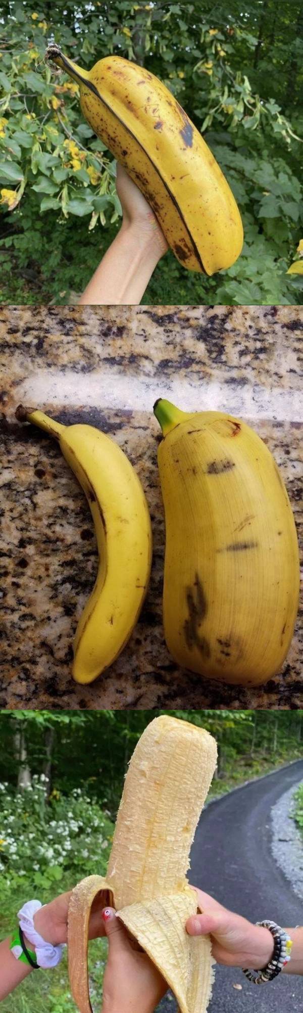 엄청 큰 하와이 야생 바나나 - 에누리 쇼핑지식 자유게시판