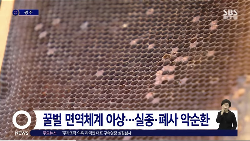 꿀벌 집단폐사, 살릴 방법 찾았다 - 에누리 쇼핑지식 자유게시판
