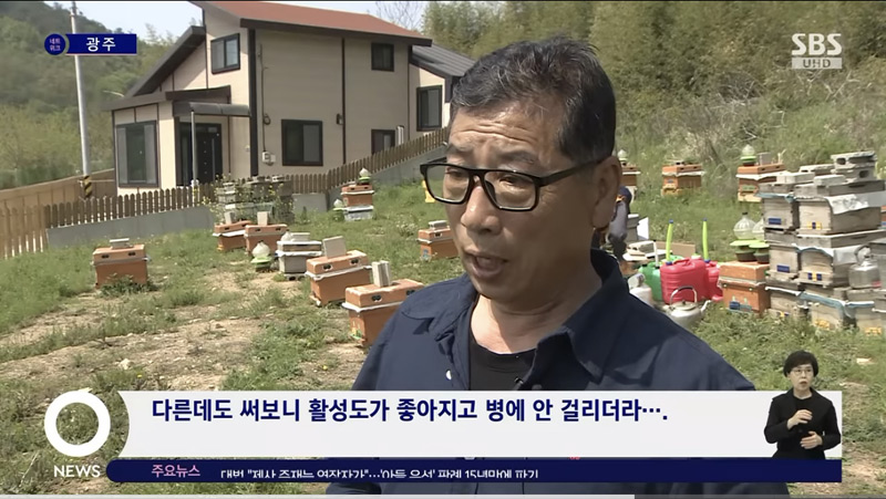 꿀벌 집단폐사, 살릴 방법 찾았다 - 에누리 쇼핑지식 자유게시판