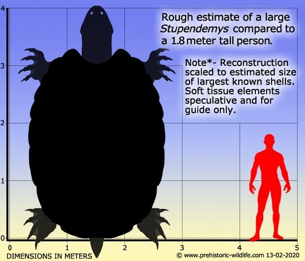 1300만년 전 강에 있던 것 - 에누리 쇼핑지식 자유게시판