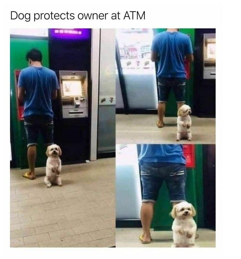 주인을 지키는 강아지 - 에누리 쇼핑지식 자유게시판