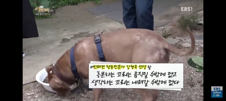 강아지가 꼬리를 움직이는 원리 - 에누리 쇼핑지식 자유게시판