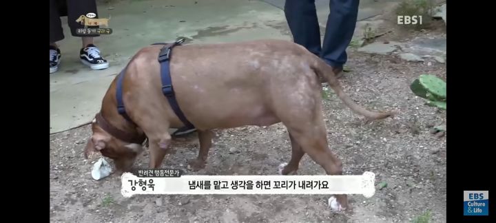 강아지가 꼬리를 움직이는 원리 - 에누리 쇼핑지식 자유게시판