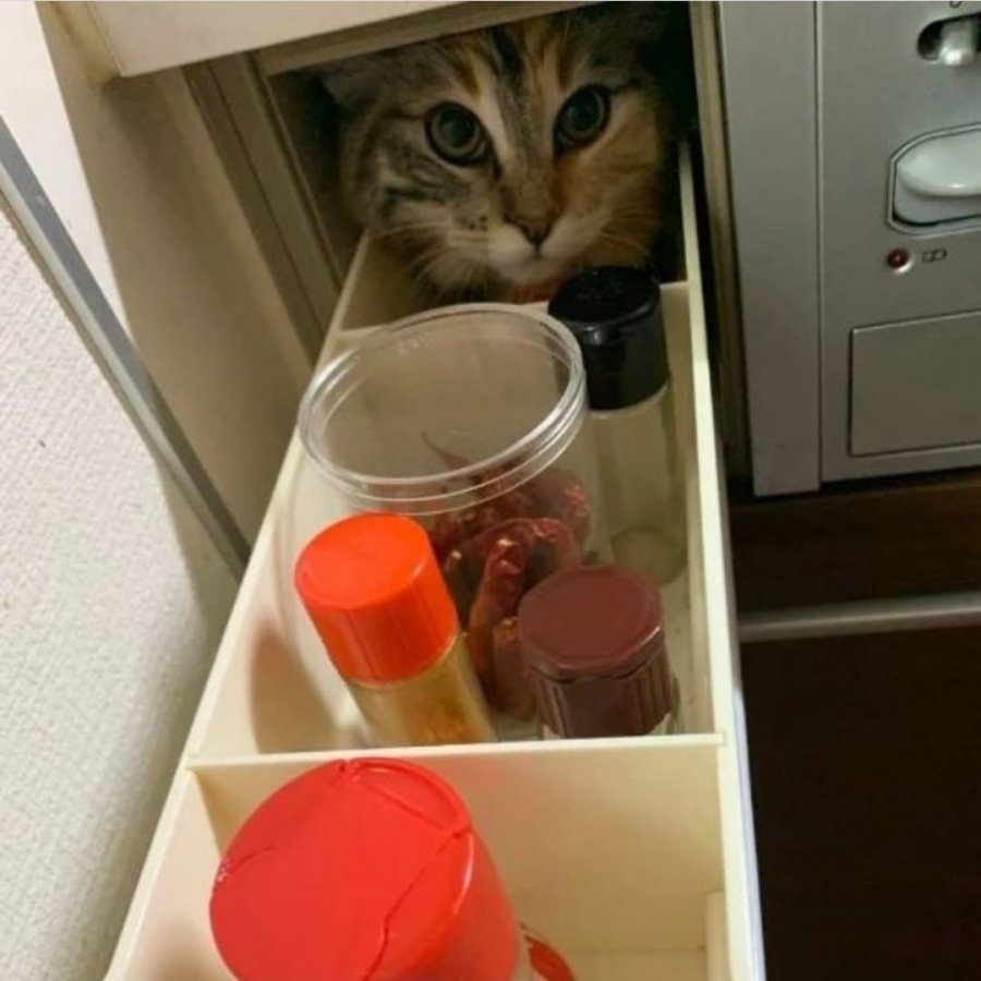 거긴,, 어케 들어갔냥 - 에누리 쇼핑지식 자유게시판