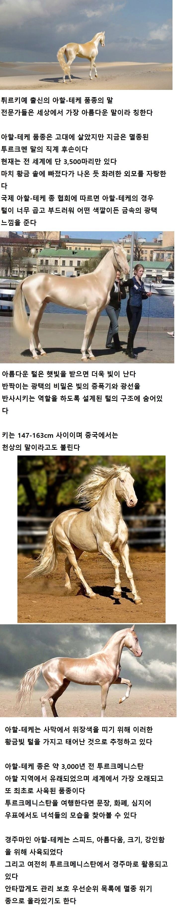 세계에서 가장 아름다운 말 품종 - 에누리 쇼핑지식 자유게시판