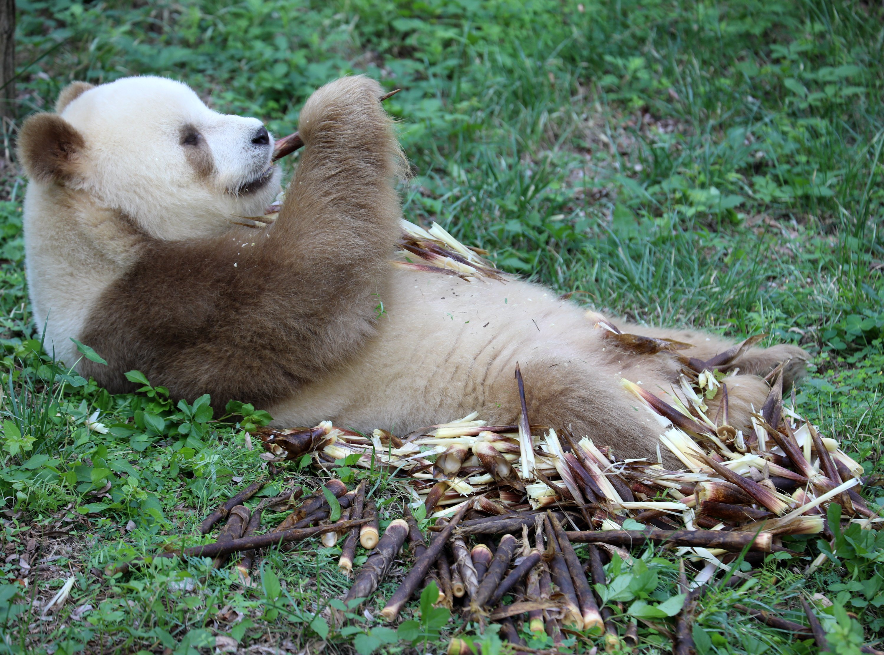 전 세계 유일한 갈색 판다 - 에누리 쇼핑지식 자유게시판