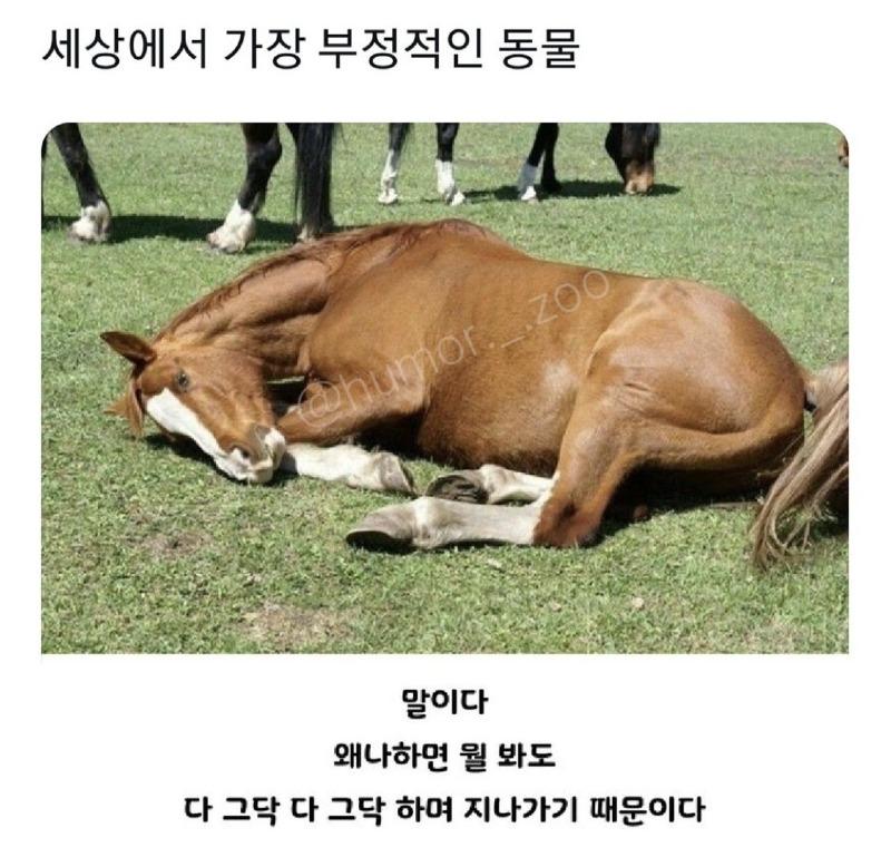 세상에서 가장 부정적인 동물 - 에누리 쇼핑지식 자유게시판