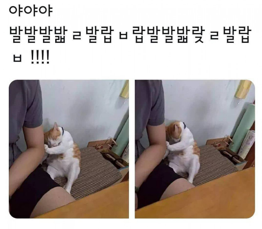 집사야 발발발발발!!! - 에누리 쇼핑지식 자유게시판