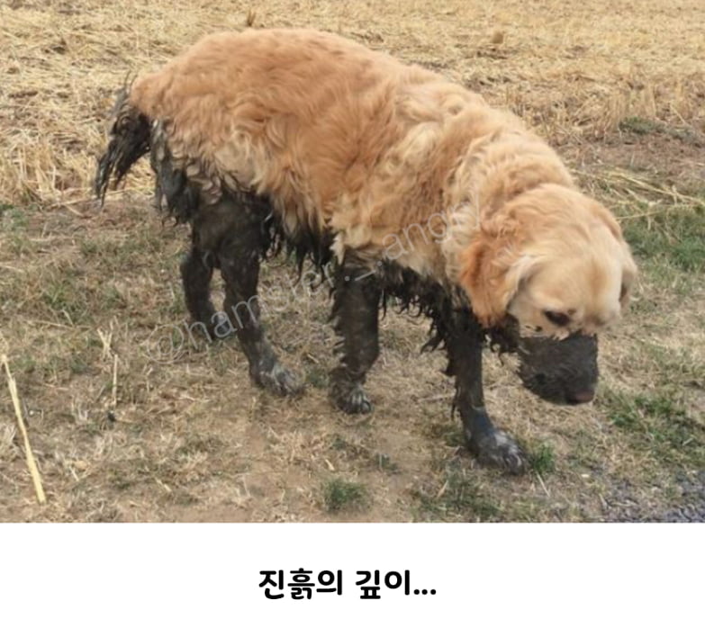 주인 정신 어질어질하게 만드는 댕댕이 상태 - 에누리 쇼핑지식 자유게시판