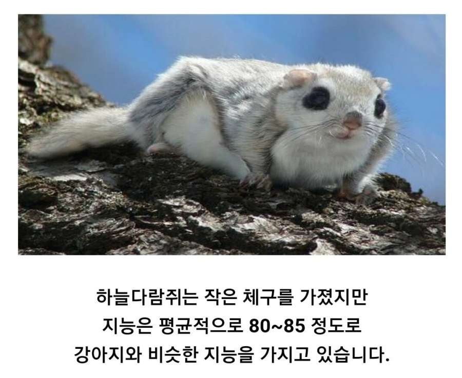 의외로 지능 높은 동물 - 에누리 쇼핑지식 자유게시판