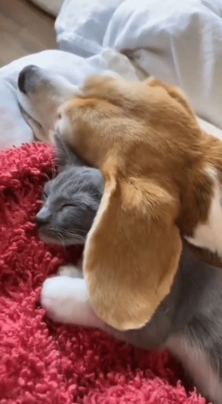 댕댕이와 붙어자는 냥이 - 에누리 쇼핑지식 자유게시판