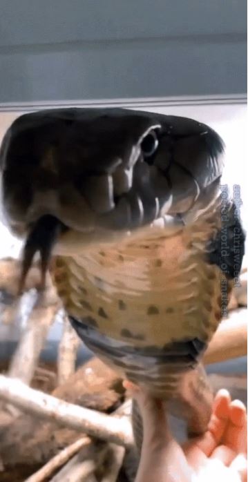 애완 킹코브라 크기 체험 - 에누리 쇼핑지식 자유게시판