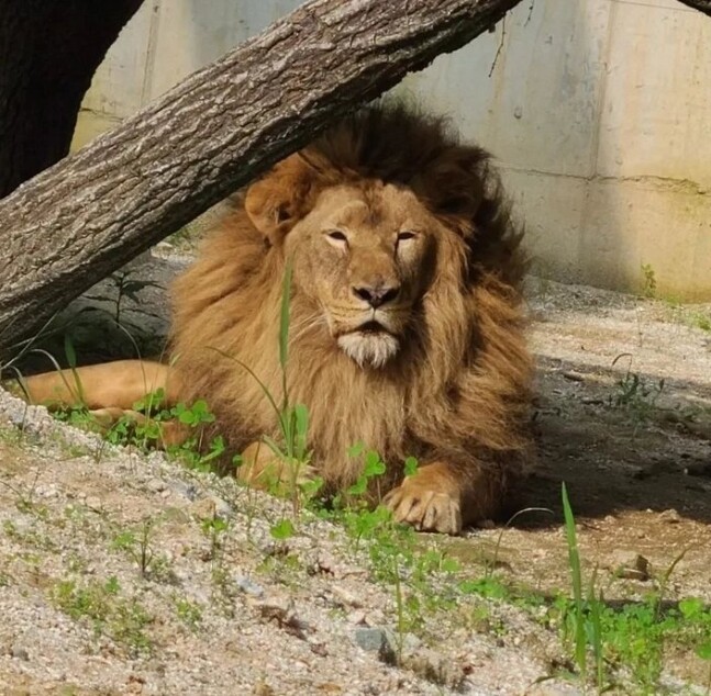 갈비뼈 사자 구출해간 동물원 근황 - 에누리 쇼핑지식 자유게시판