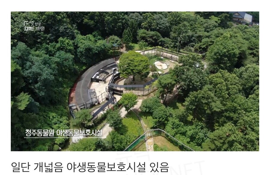 갈비뼈 사자 구출해간 동물원 근황 - 에누리 쇼핑지식 자유게시판