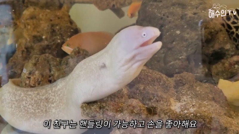 핸들링이 가능한 곰치의 어마어마한 크기의 똥 - 에누리 쇼핑지식 자유게시판