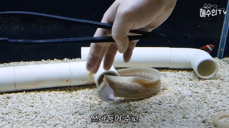 핸들링이 가능한 곰치의 어마어마한 크기의 똥 - 에누리 쇼핑지식 자유게시판