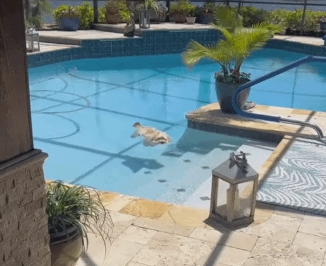 만사 귀찮은 수영 만렙 강아지 - 에누리 쇼핑지식 자유게시판