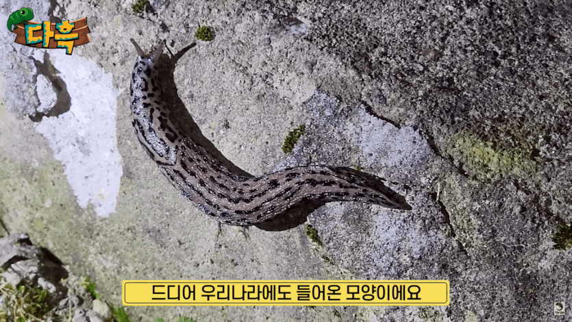 최근 한국에서 엄청 발견되고 있다는 외래종 - 에누리 쇼핑지식 자유게시판