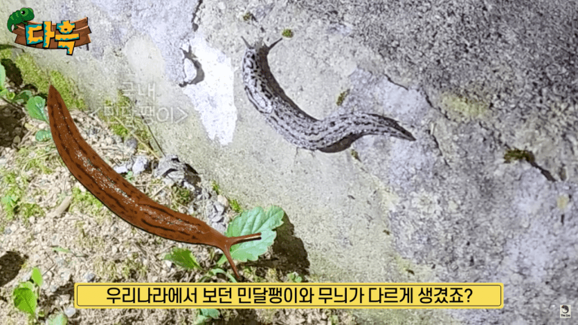 최근 한국에서 엄청 발견되고 있다는 외래종 - 에누리 쇼핑지식 자유게시판