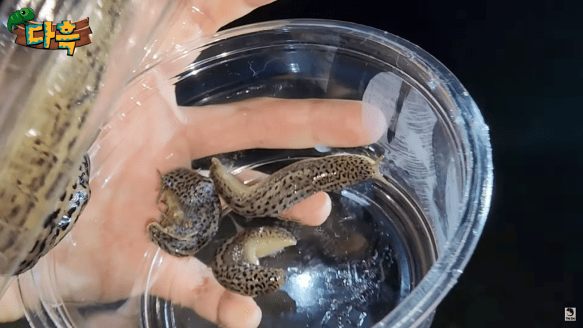 최근 한국에서 엄청 발견되고 있다는 외래종 - 에누리 쇼핑지식 자유게시판