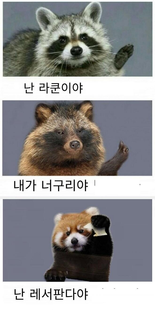 너구리와 라쿤 구분법 - 에누리 쇼핑지식 자유게시판