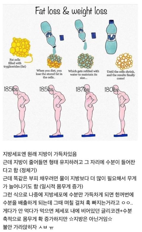 다이어트 하는데 몸무게가 오히려 늘어 - 에누리 쇼핑지식 자유게시판