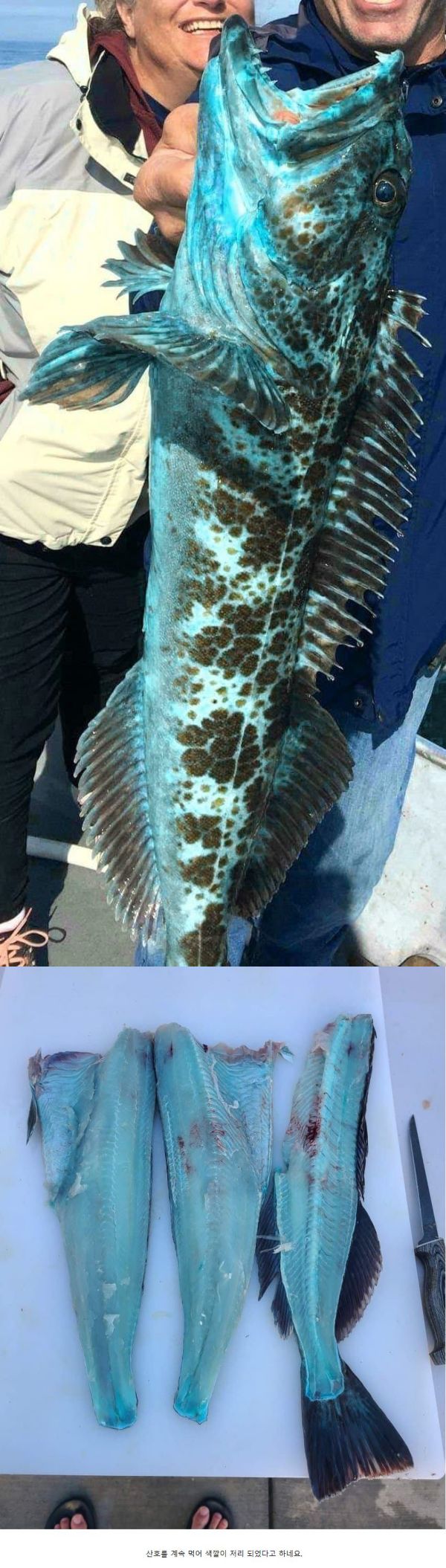 왠지 먹으면 안될것 같은 물고기 - 에누리 쇼핑지식 자유게시판