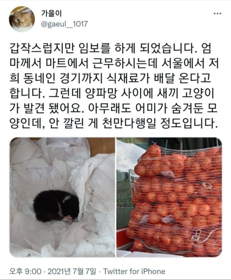 양파 속에서 발견된 새끼 고양이 양파 - 에누리 쇼핑지식 자유게시판