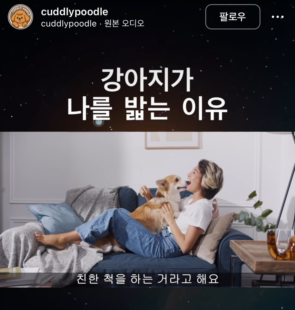 강아지가 나를 밟는 이유 - 에누리 쇼핑지식 자유게시판