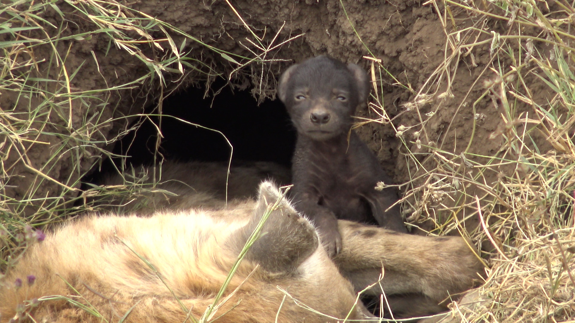 아기 하이에나 - 에누리 쇼핑지식 자유게시판