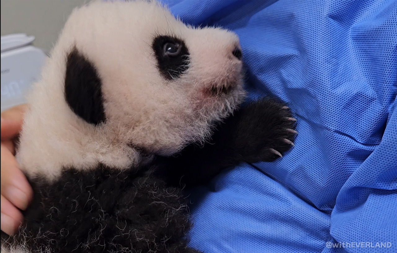 쌍둥바오 안고 뽀뽀하고 싶은 마음을 참기 힘들다는 송바오 - 에누리 쇼핑지식 자유게시판