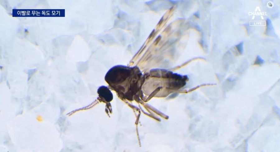 독도에서 발견된 이빨로 물어뜯는 모기 - 에누리 쇼핑지식 자유게시판