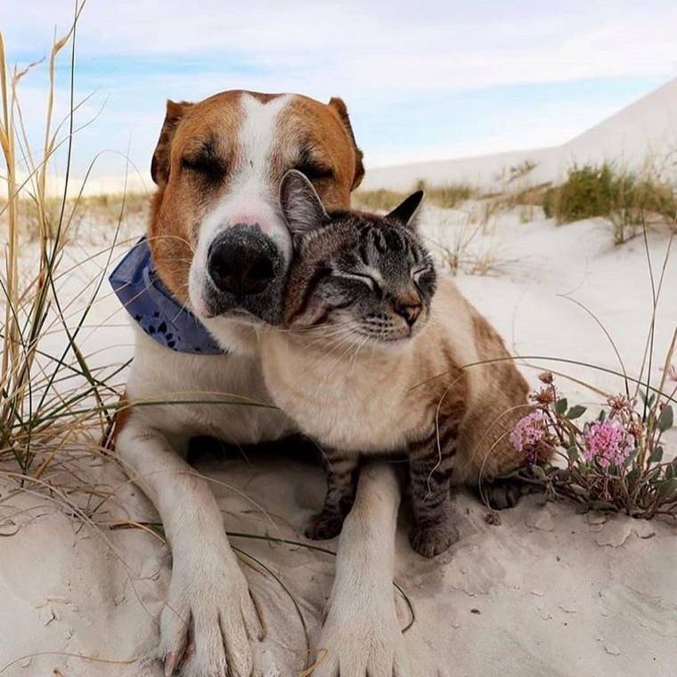 사이 좋아 보이는 개와 고양이들 - 에누리 쇼핑지식 자유게시판