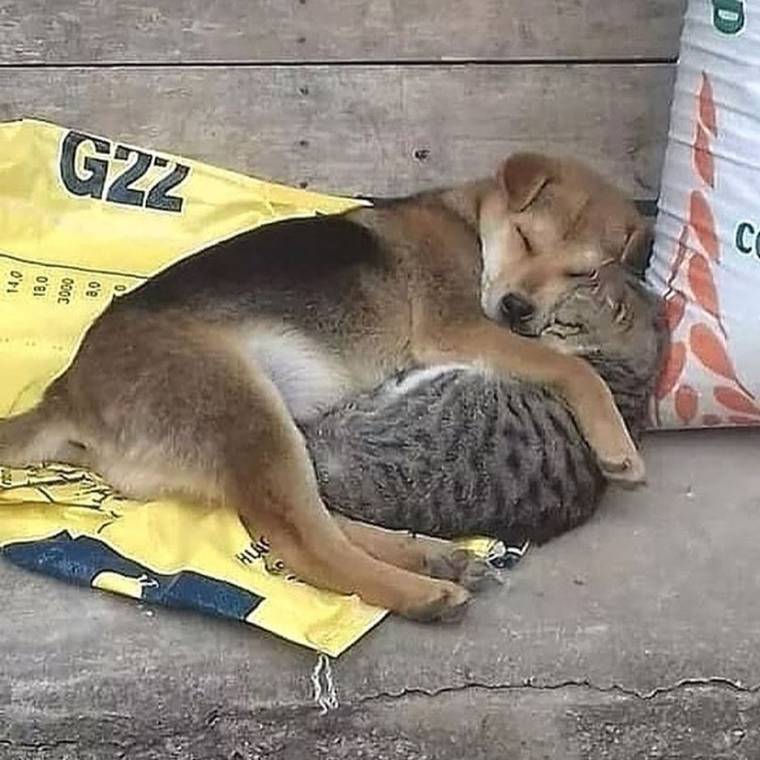 사이 좋아 보이는 개와 고양이들 - 에누리 쇼핑지식 자유게시판