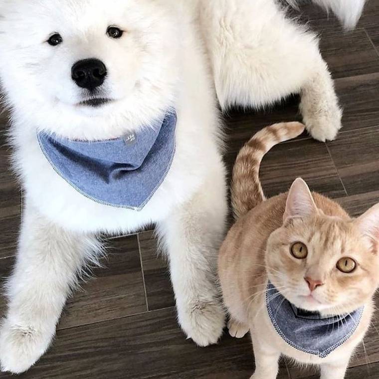 사이 좋아 보이는 개와 고양이들 - 에누리 쇼핑지식 자유게시판