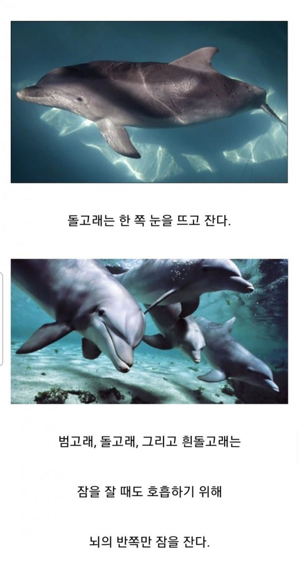 돌고래가 자는 방식 - 에누리 쇼핑지식 자유게시판