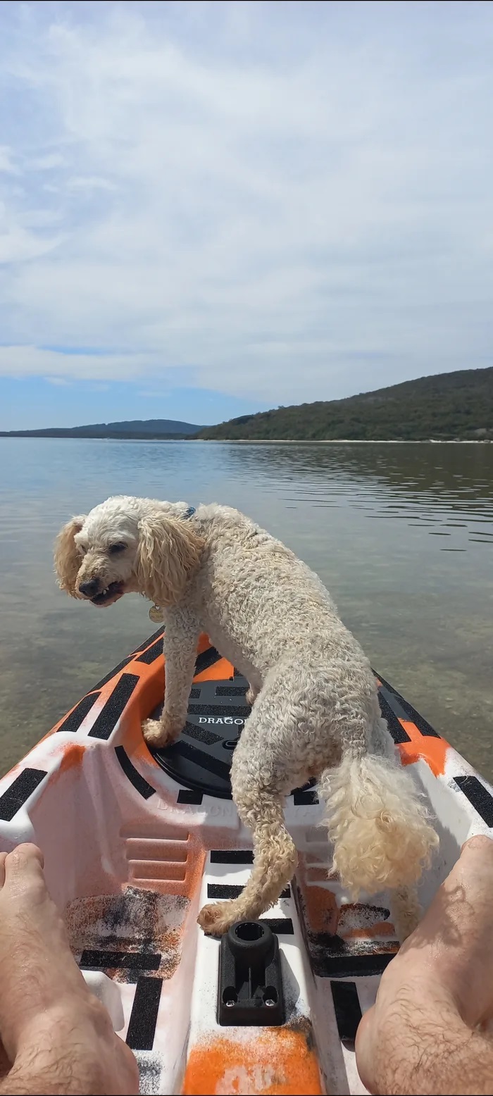 주인과 카약 타는 댕댕이 - 에누리 쇼핑지식 자유게시판