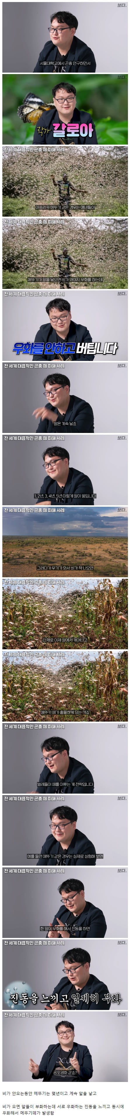 메뚜기떼들이 생기는 원리 - 에누리 쇼핑지식 자유게시판