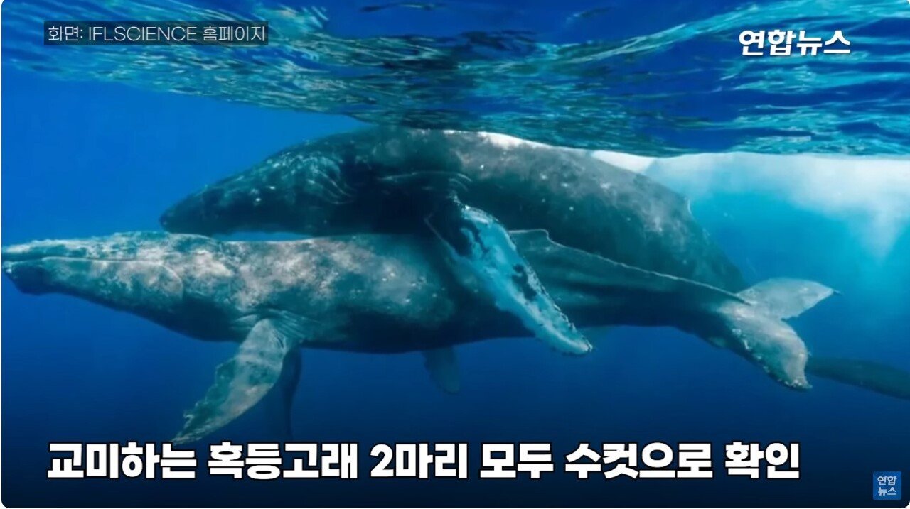 세계 최초 혹등고래 교미 장면 포착 - 에누리 쇼핑지식 자유게시판