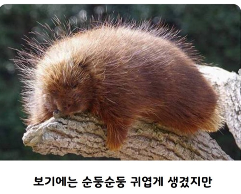 보기에는 귀여운 캐나다 산미치광이 - 에누리 쇼핑지식 자유게시판