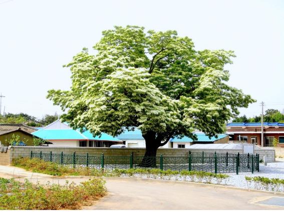 250년이 된 이팝나무 꽃핀 모습 - 에누리 쇼핑지식 자유게시판