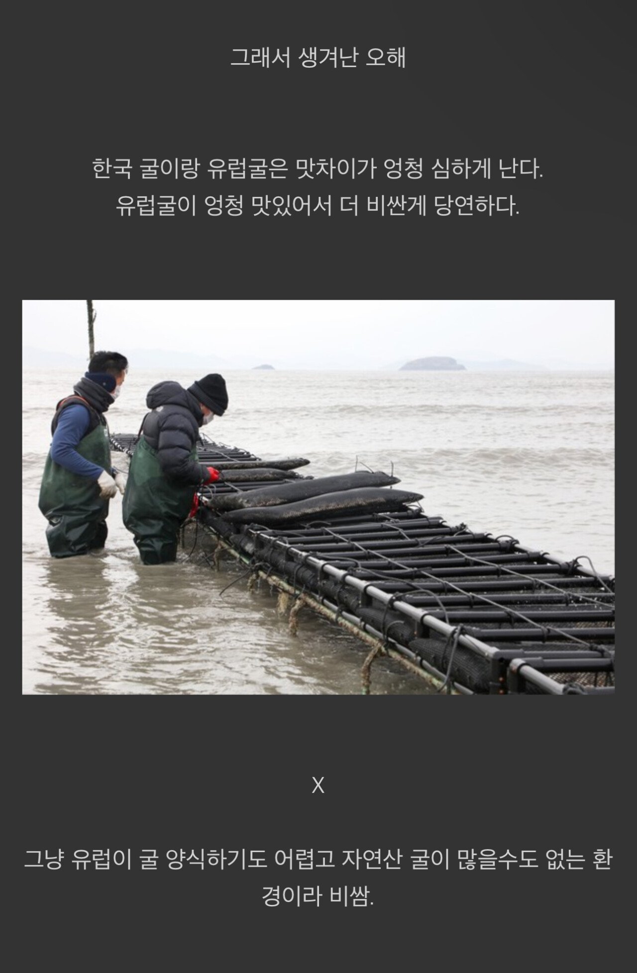 한국과 유럽의 굴 가격때문에 생겨난 몇가지 오해 - 에누리 쇼핑지식 자유게시판